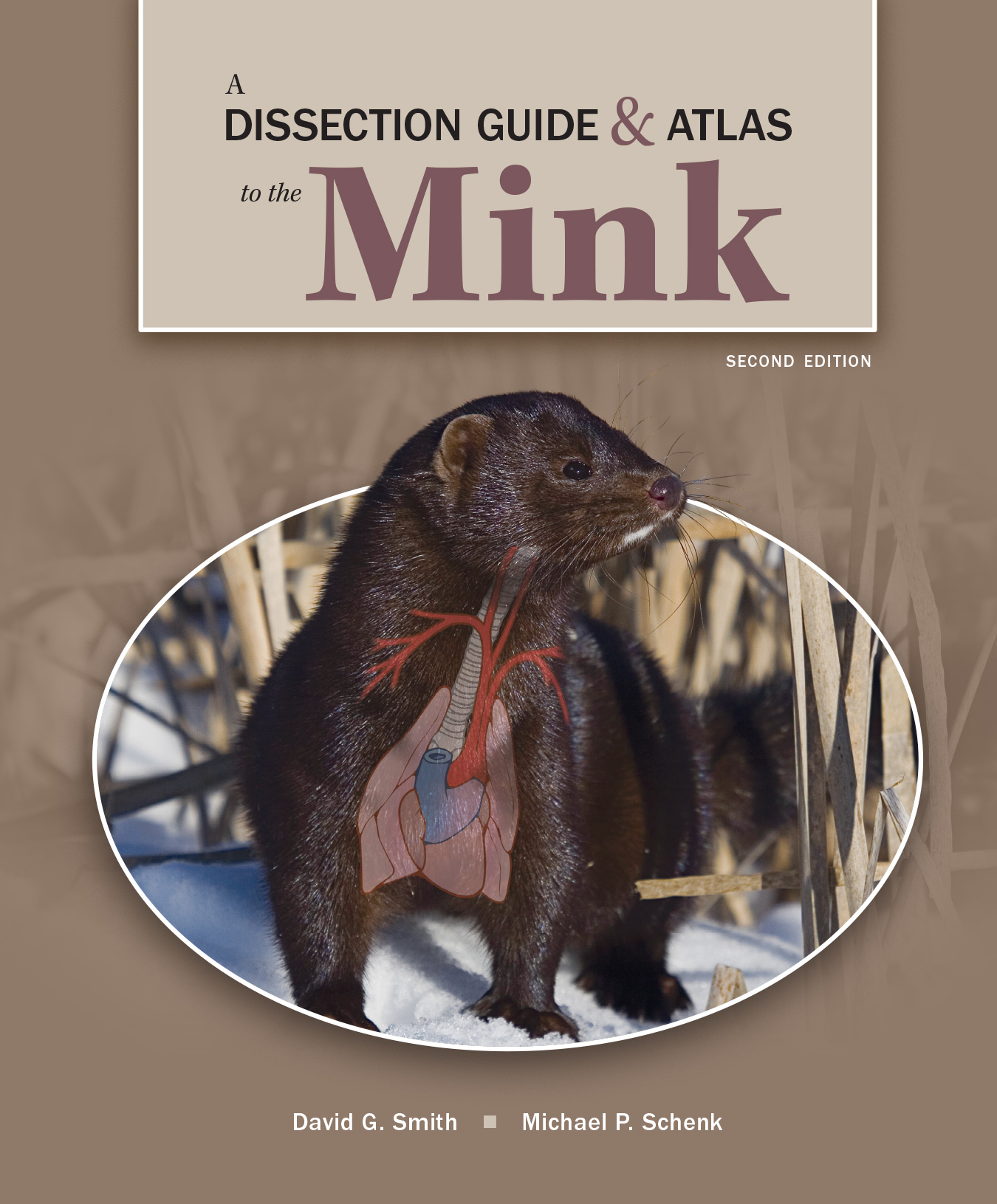 Mink Dissection